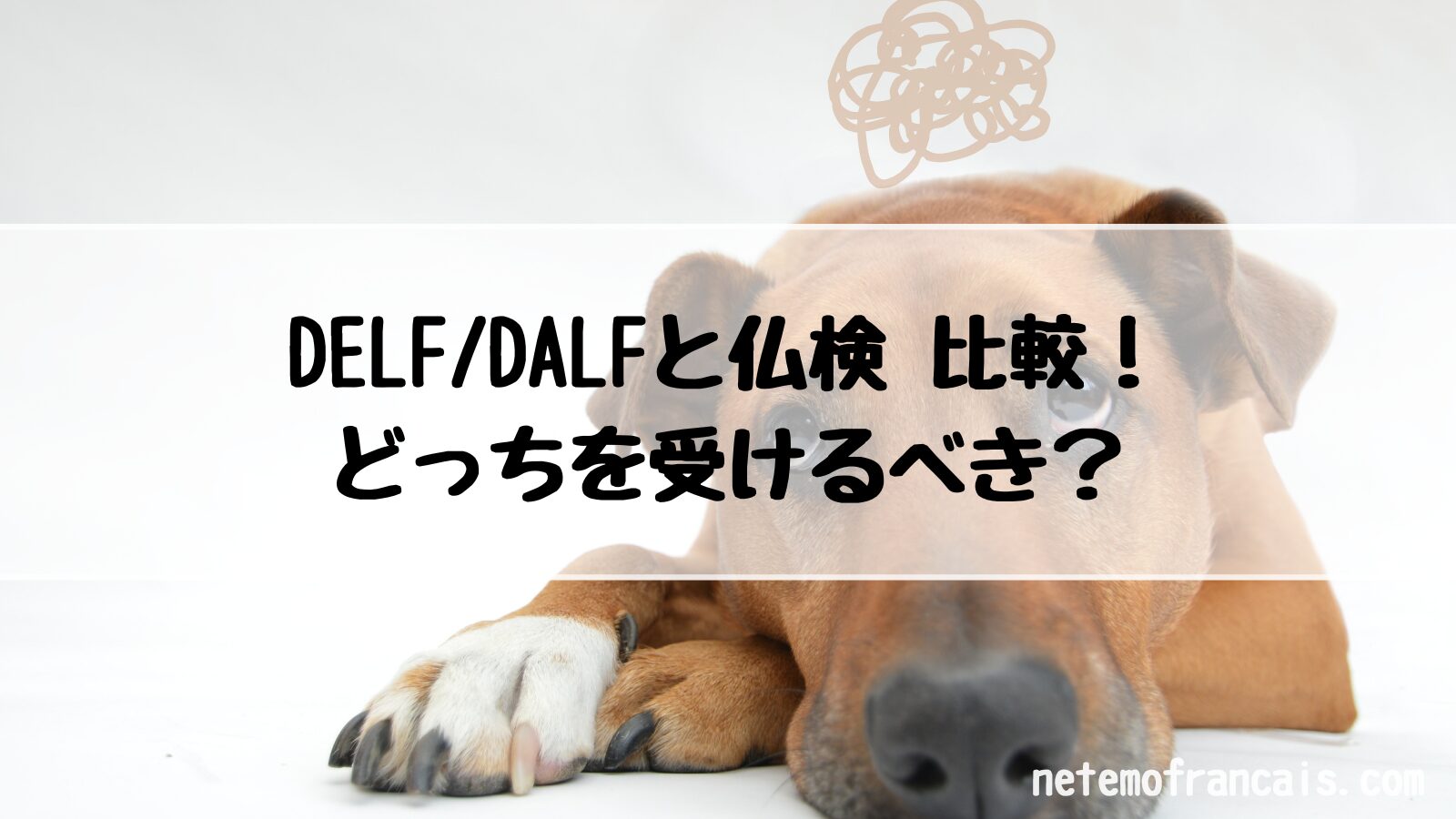 DELF/DALFと仏検を比較！2つの試験の違いは？どっちを受けるべき？ | ねてもフランス語